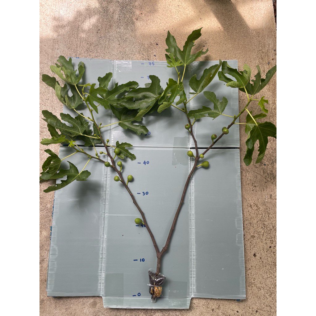 กิ่งตอน มะเดื่อฝรั่ง Fig พันธุ์ Cigar | Shopee Thailand