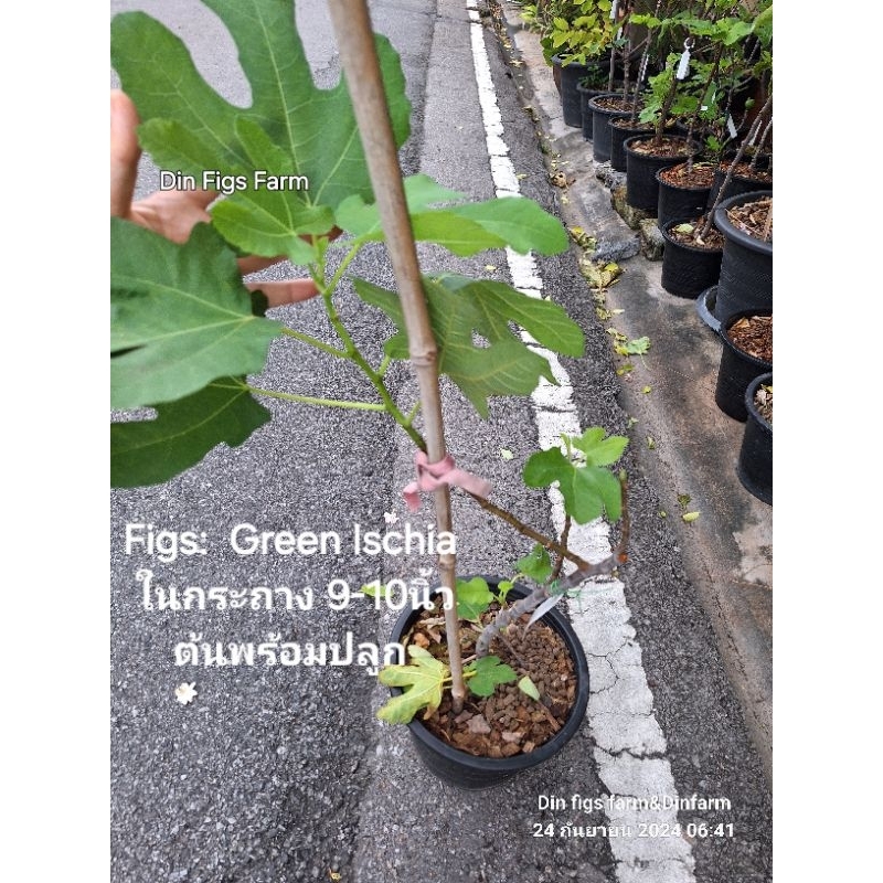 มะเดื่อฝรั่ง Green Ischia/Tree Figs | Shopee Thailand