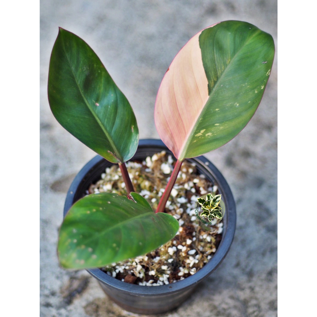 Philodendron Red Congo Variegated ฟิโลเดนดรอน เรดคองโกด่าง | Shopee ...