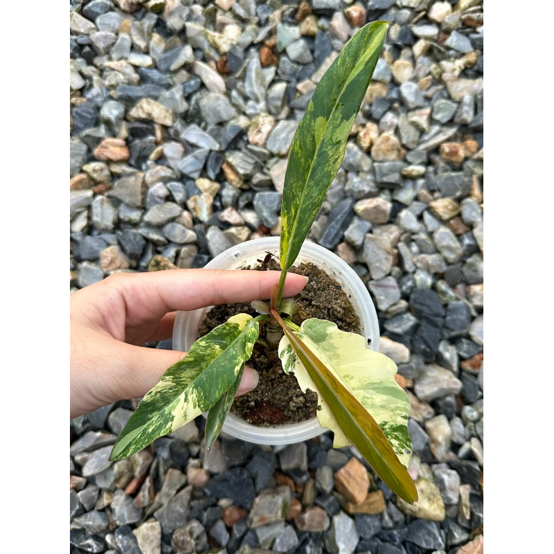 Philo caramel marble var. - พิณนาคด่าง ด่างเสตียร์โหดๆ 🔥🔥 | Shopee Thailand