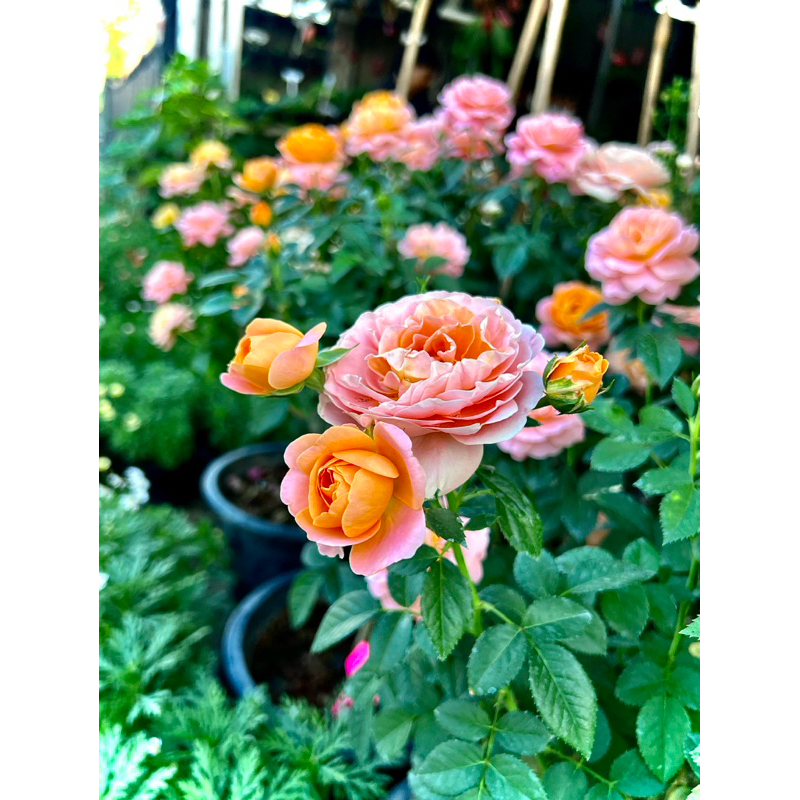 Juicy Terrazza (Rose Tree) จู๊ซซี่เทอเรซซ่ากุหลาบสายพันธุ์ฮอลแลนด์ มีกล ...