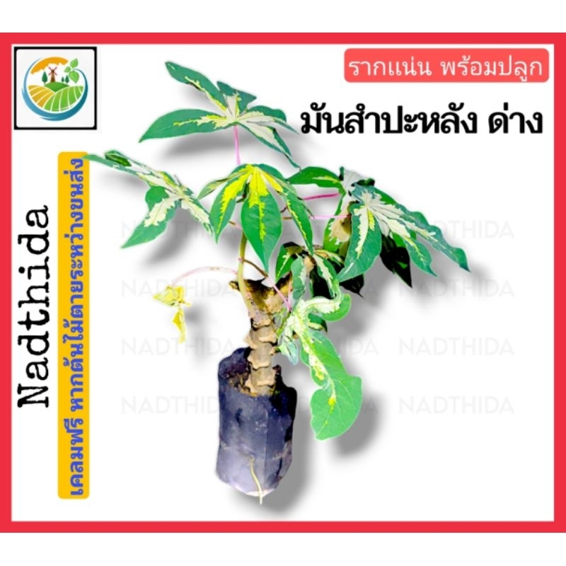 Nadthida ต้นมันสัมปะหลัง ด่าง (เพาะถุงชำรากเดินดี) มันด่าง มันสำปะหลังด่าง Nadtida มันสัมปะหลัง ...