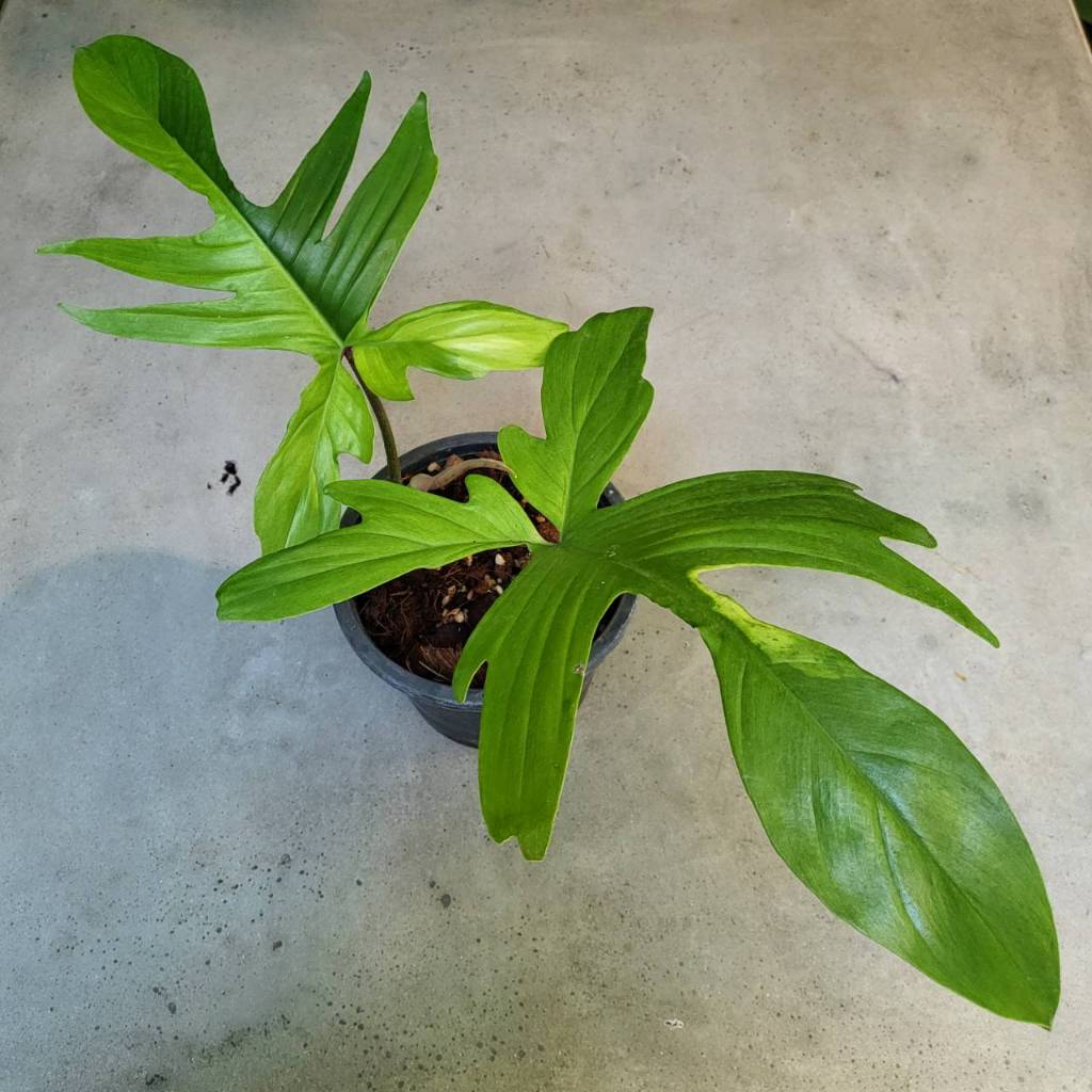 Philodendron Florida Ghost Mint Variegated ฟิโลเดนดรอน ก้ามกุ้งโกสต์ ...