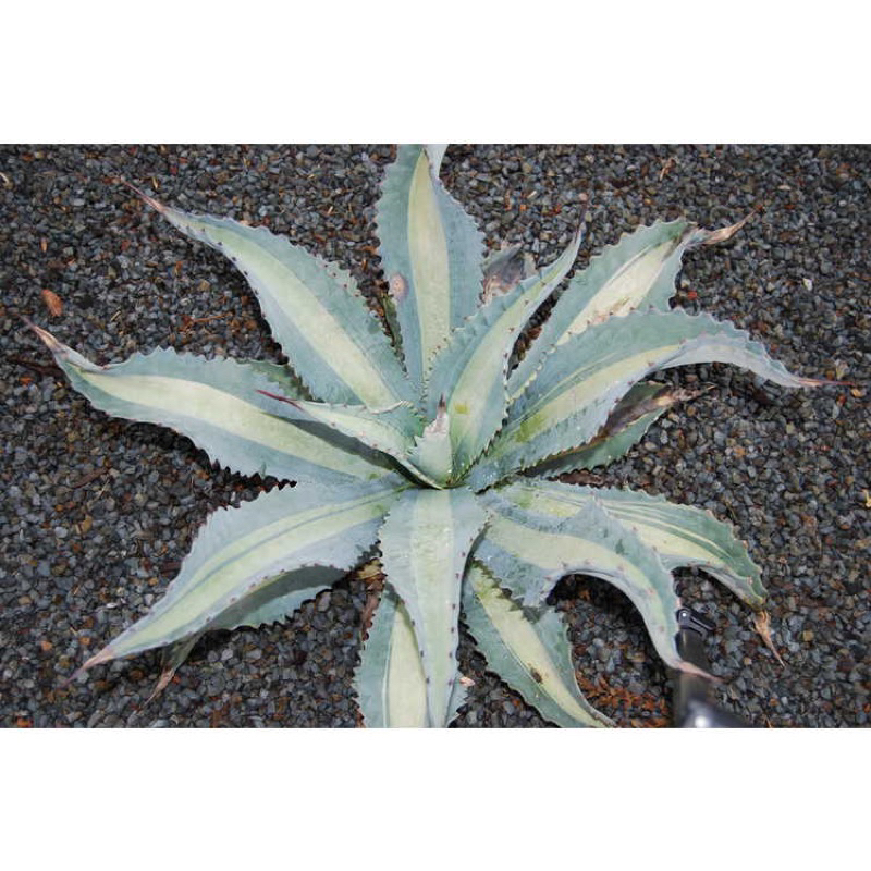 Agave x protoamericana lemon lime | Shopee Thailand