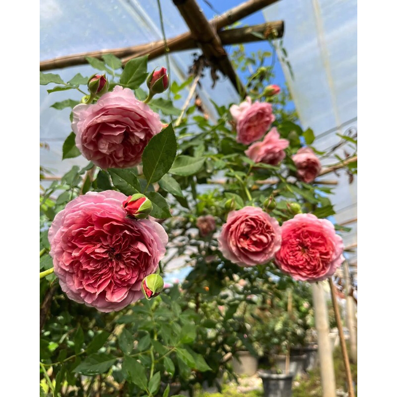 กุหลาบเลื้อย-โรป อะเล ฟรานซิส Robe a la franchise ดอกใหญ่ สีชมพูพีช ...