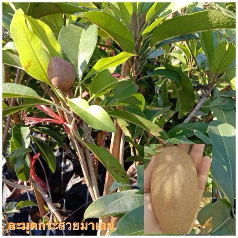 กิ่งตอนละมุด กระสวย มาเลย์ลูกใหญ่ ผลดกมีรสชาติหวานเนื้อฟู (ต้นพันธุ์80 ...