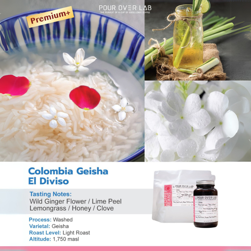 เมล็ดกาแฟ Colombia Geisha El Diviso | Shopee Thailand