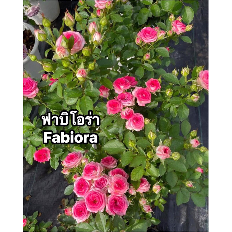 กุหลาบ-ฟาบิโอร่า Fabiora สีชมพูหลังขาว ดอกดก เป็นช่อ เลี้ยงง่าย ...