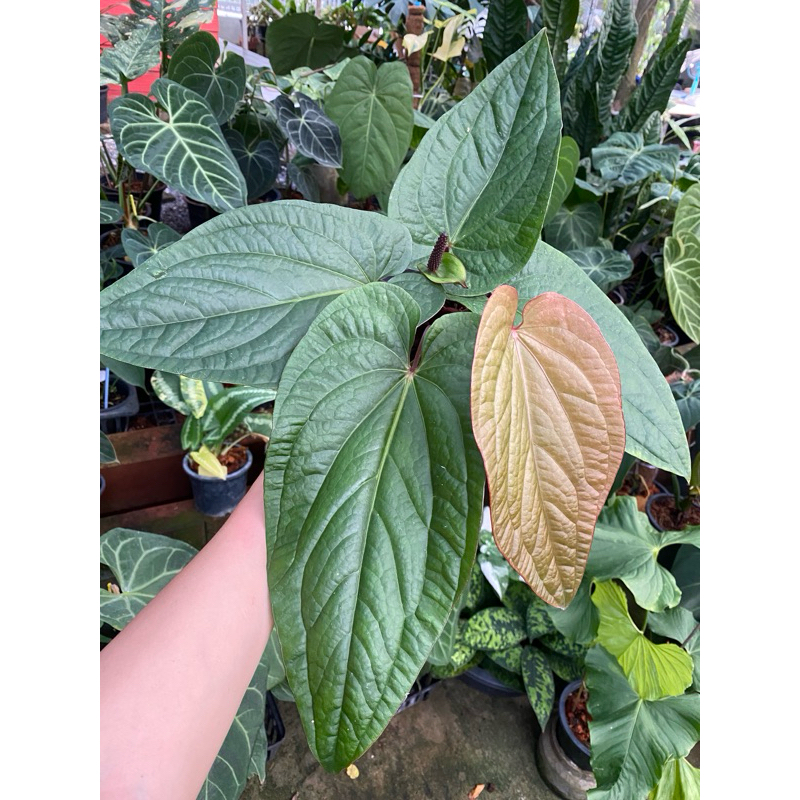 หน้าวัวใบพลูซีรี่ Anthurium sirih ลูกผสม An.Luxurians กับ An.Dressleri ...
