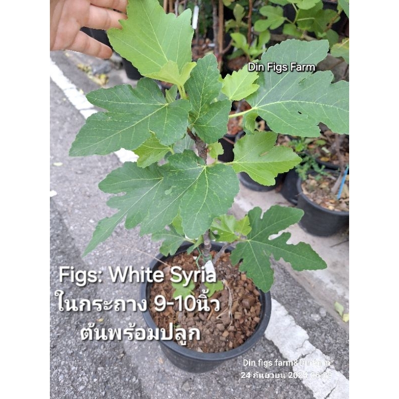 มะเดื่อฝรั่ง White Syria/Tree Figs | Shopee Thailand