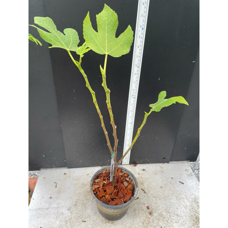 มะเดื่อฝรั่ง Fig พันธุ์ SUMAKI ต้นใหญ่ | Shopee Thailand