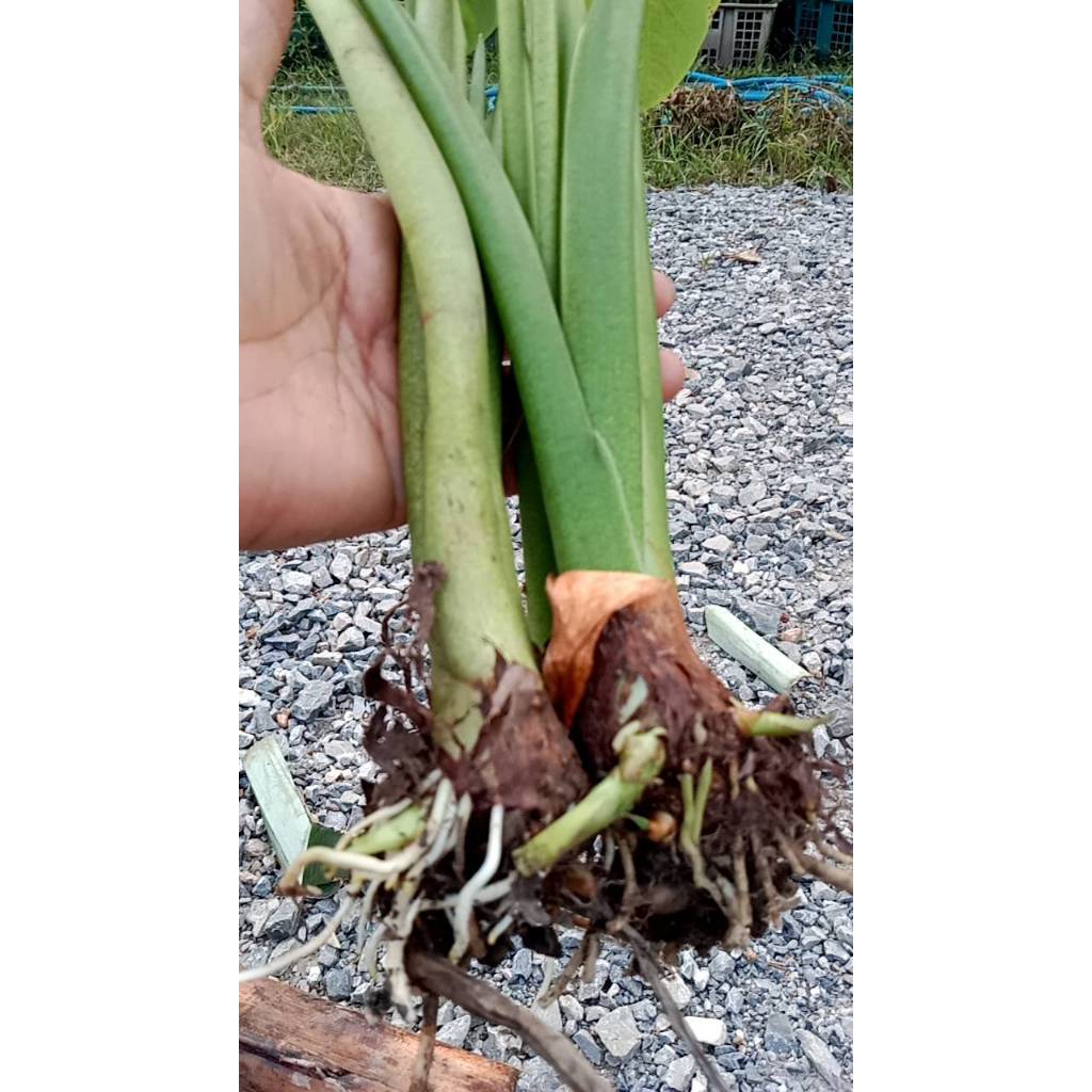 ต้นกล้า บอนหวาน บอนกินได้ทั้งต้น ไม่คัน ขายเป็นหัวตัดใบห่อตุ้มส่ง หัวละ ...