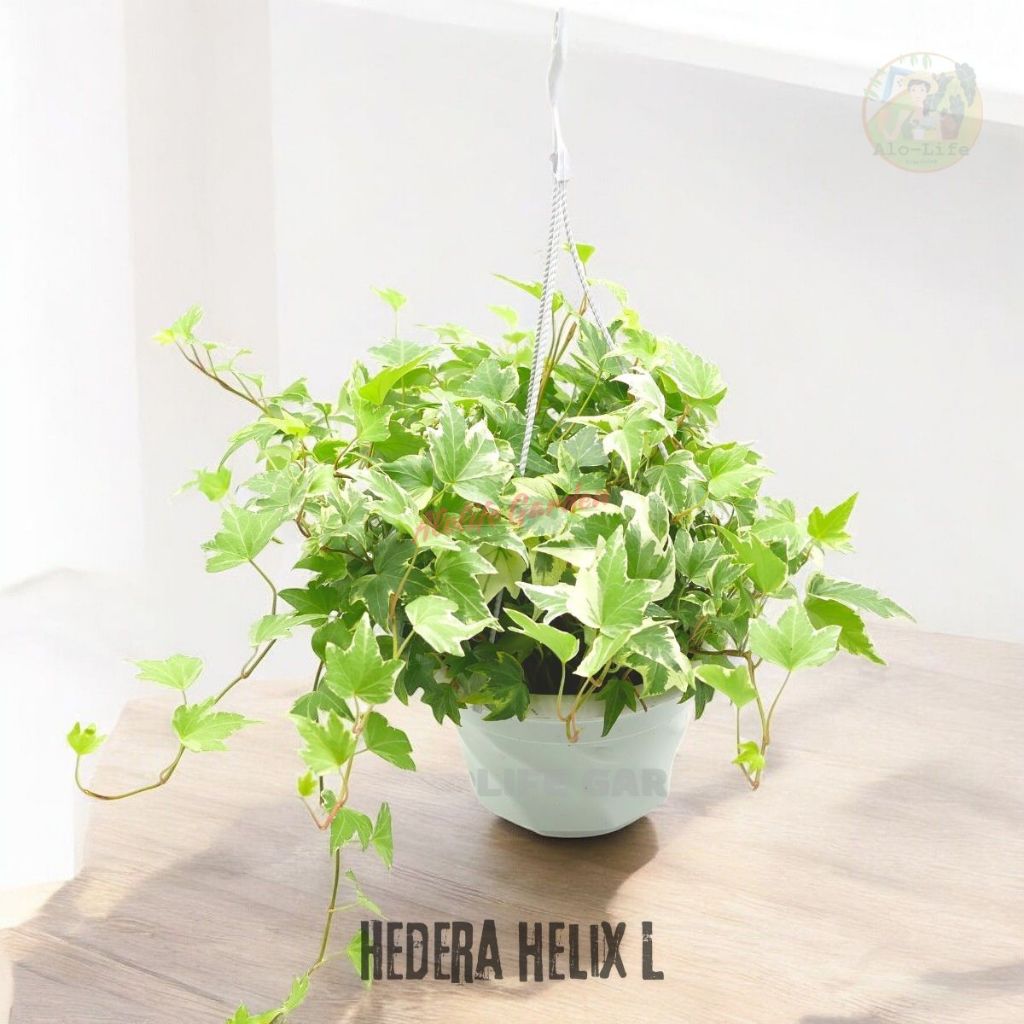🌿 ไอวี่ด่าง (Ivy) Hedera helix L. cv. Glacier** กระถาง 6 นิ้ว! พร้อมที่ ...