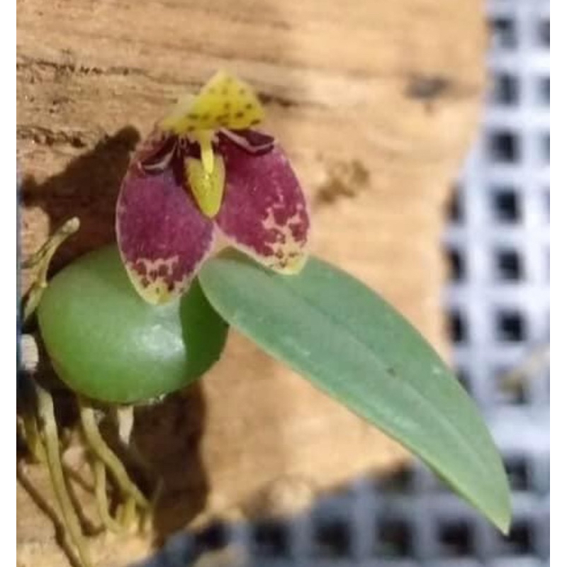 Trias picta เอื้องไตรดอกแดงลาว | Shopee Thailand