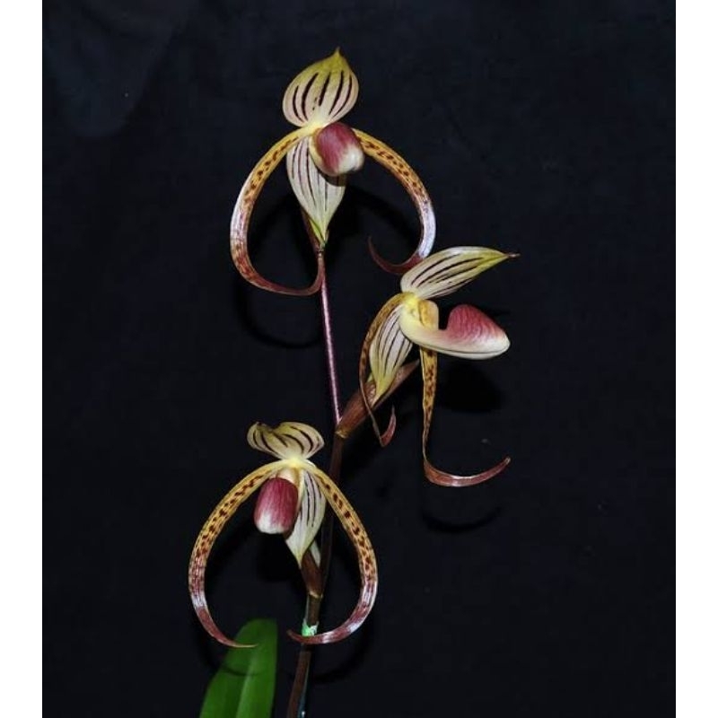 Paph.gigantifolium x Paph.stonei ขนาดกระถาง 4 นิ้ว | Shopee Thailand