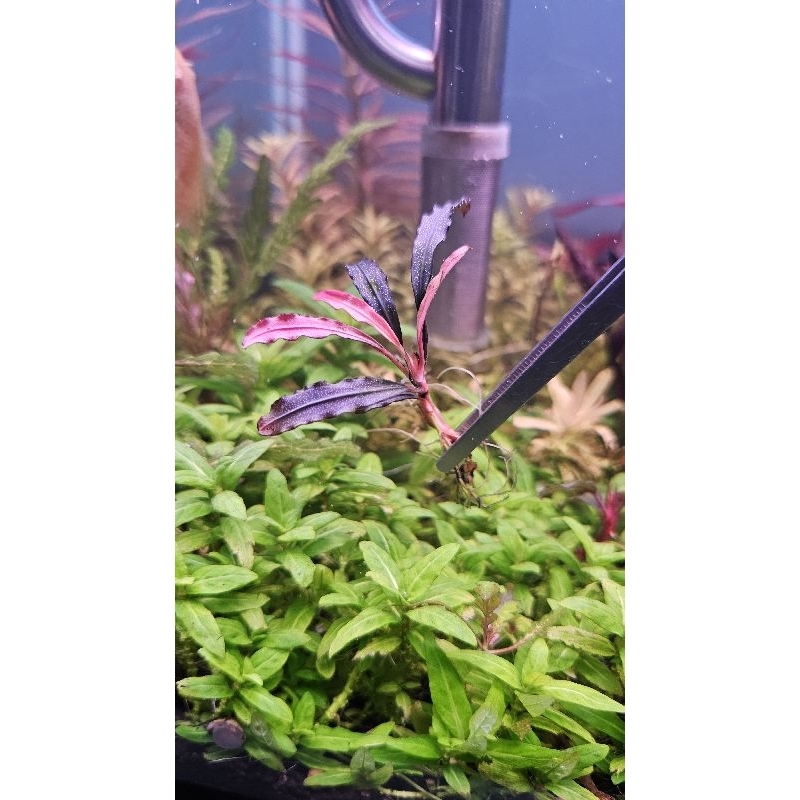 Bucep kedagang red (godzilla) | Shopee Thailand