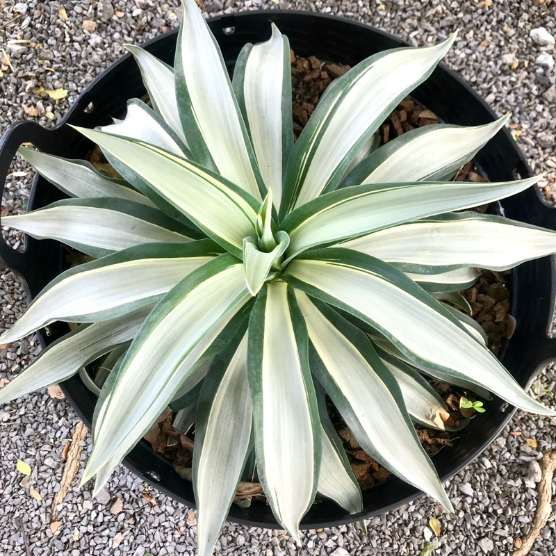 อากาเว่ agave desmettiana mutate white รากแข็งแรง | Shopee Thailand