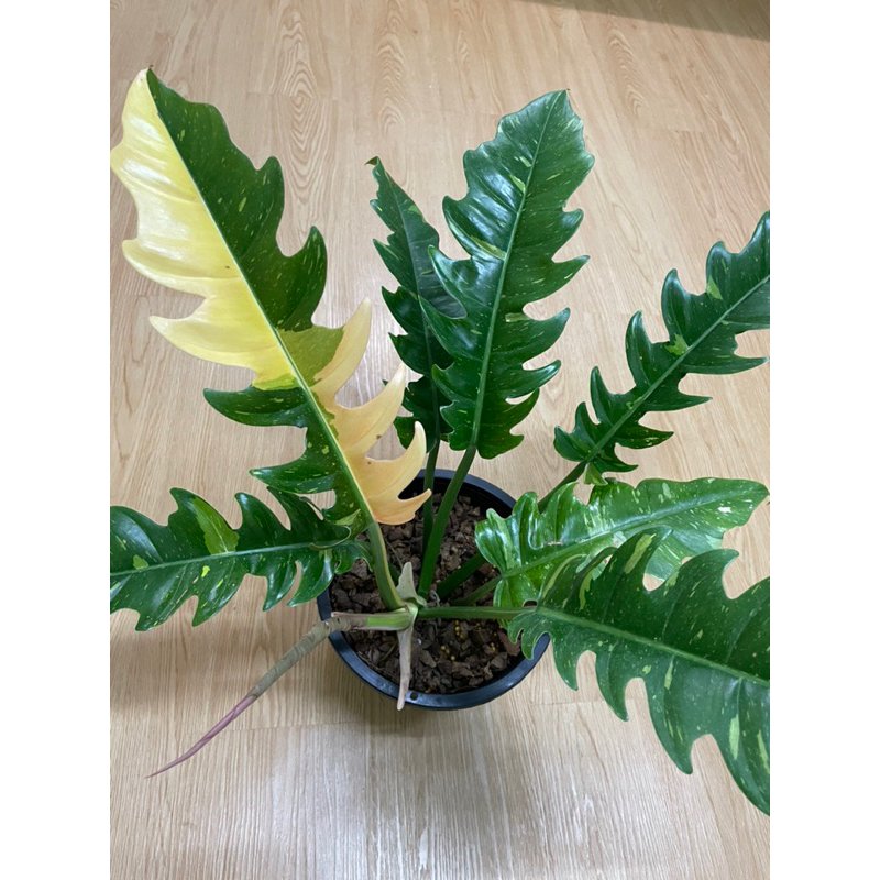 ต้นฟิโลเดนดรอนใบเลื่อยด่าง Philo.Ring of fire Variegated. ไม้ฝอกอากาศ ...
