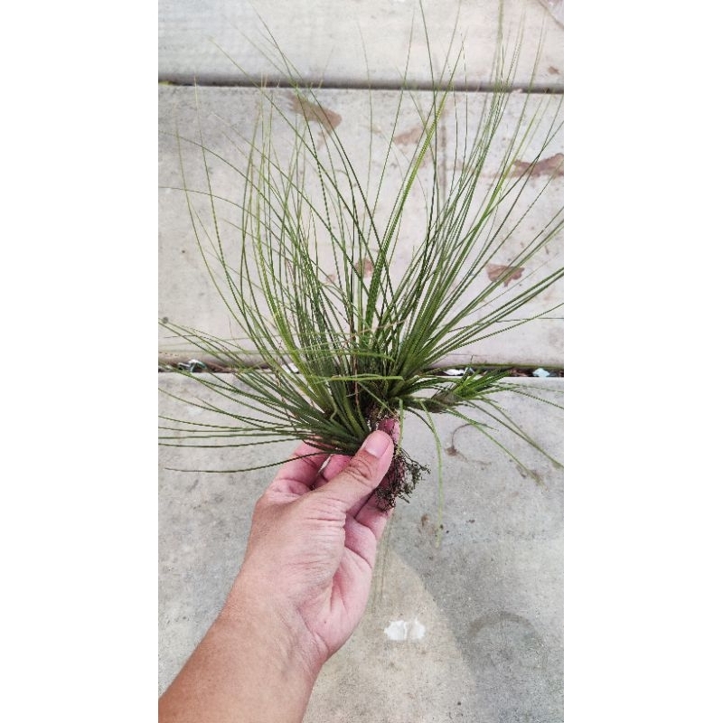 Tillandsia Juncea clump form ทิลแลนเซีย จังเซีย ฟอร์มกอ | Shopee Thailand