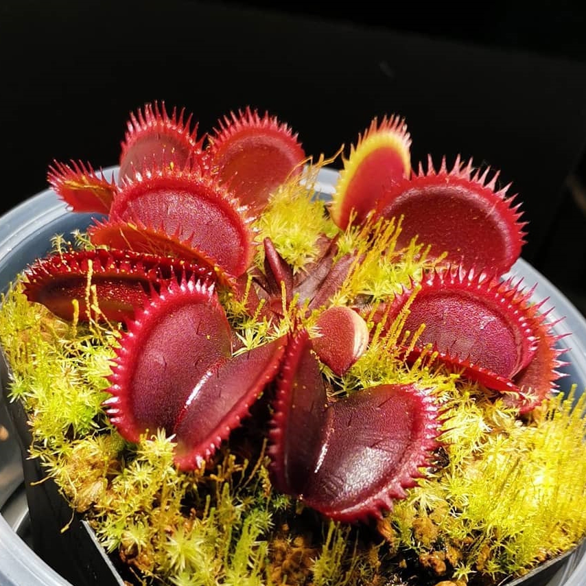 Dionaea muscipula 'Red shark teeth' พืชกินแมลง กาบหอยแครง ฟันฉลามแดง ...