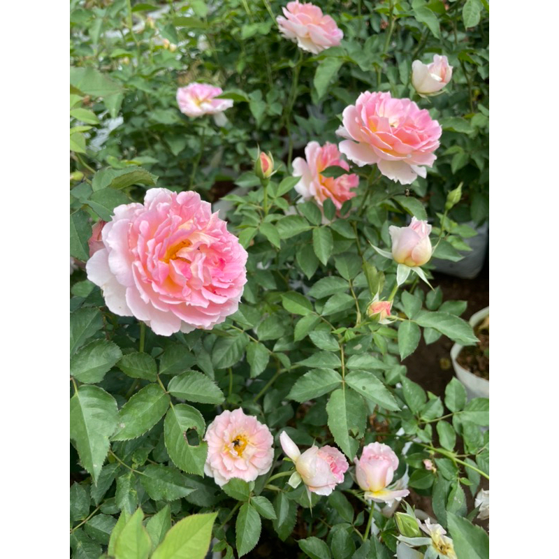 กุหลาบ Penelopeia (เพเนโลเพีย) กุหลาบญี่ปุ่น มีกลิ่นหอม | Shopee Thailand