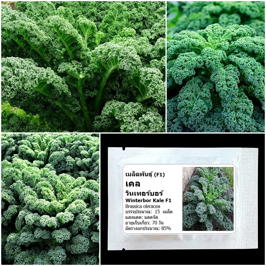 เมล็ดพันธุ์เคล วินเทอร์บอร์ Winterbor Kale F1 Seed 15 เมล็ด คุณภาพดี ...