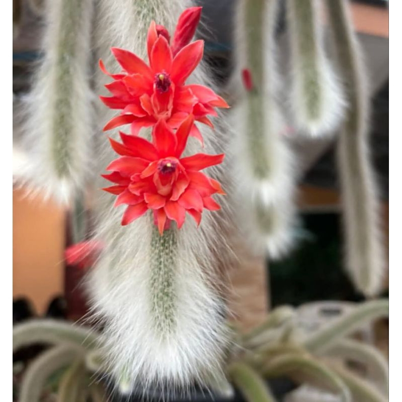 หางลิง ดอกแดง แคคตัส,กระบองเพชร 5-6 นิ้ว ตัดสด | Shopee Thailand
