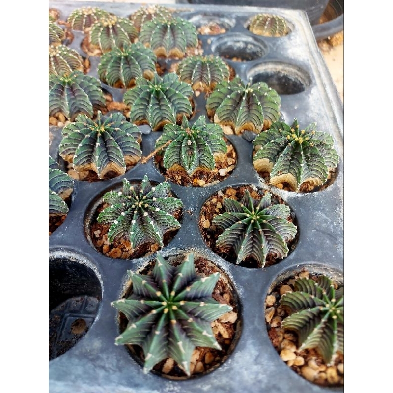 LB 2178 แท้ ไม้เมล็ด พูสวย แอลบีแคคตัส ใกล้ออกดอก 5 ต้น 49 ฿ ส่งถอดกระถาง ขายโละๆ | Shopee Thailand