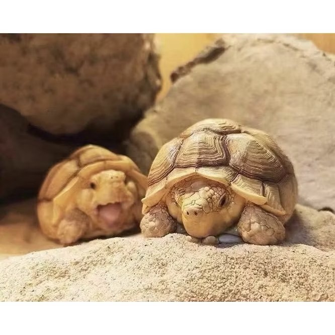 โมเดลเต่าซูลคาต้า งานเรซิ่น recast 7cm Sulcata model Mini (งานcopy ...