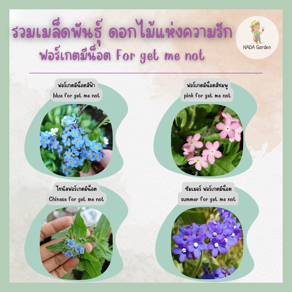 รวมเมล็ดพันธุ์ ดอกฟอร์เกตมีน็อต for get me not ดอกไม้สื่อความรัก ปลูก ...