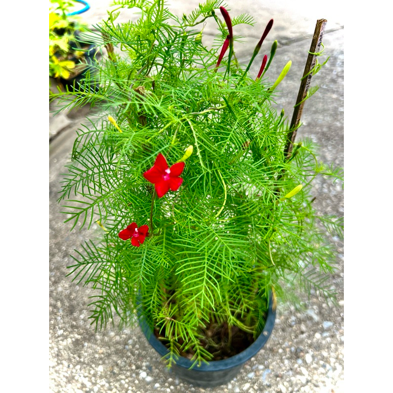 ต้นดาวนายร้อย Cypress Vine ต้นคอนสวรรค์ ไม้ดอก ไม้ประดับ ดอกไม้ทานได้ ...