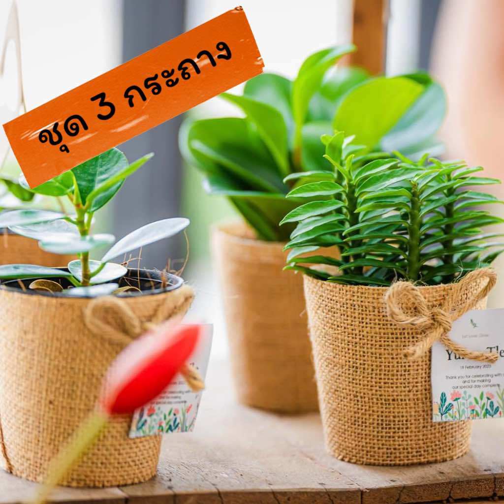 Minetree ต้นไม้มงคล ชุด 3 กระถาง สั่งทำป้ายชื่อฟรี!! ไม้มงคล ไม้อวบน้ำ ...