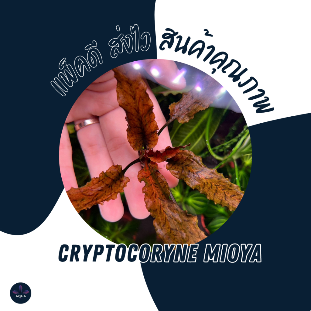 Cryptocoryne mioya (คริปมิโอย่า) ใบน้ำ 100% , ต้นไม้น้ำ , ต้นไม้หายาก ...