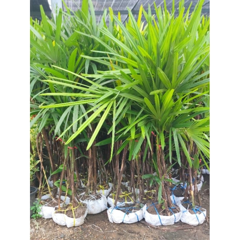 ต้นจั๋ง (Lady palm) สูง1เมตร จั๋งเชียงใหม่ กอละ3-4ต้น ไม้ฟอกอากาศยอด ...