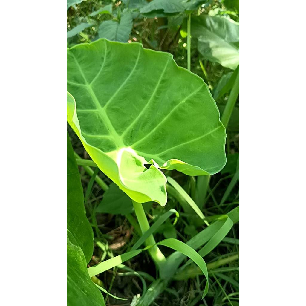 ใบตูน กิโลละ 99 บาท ใบ ออดิบ ทูน คูน ใบ ต้นทูน Giant Elephant Ear ...