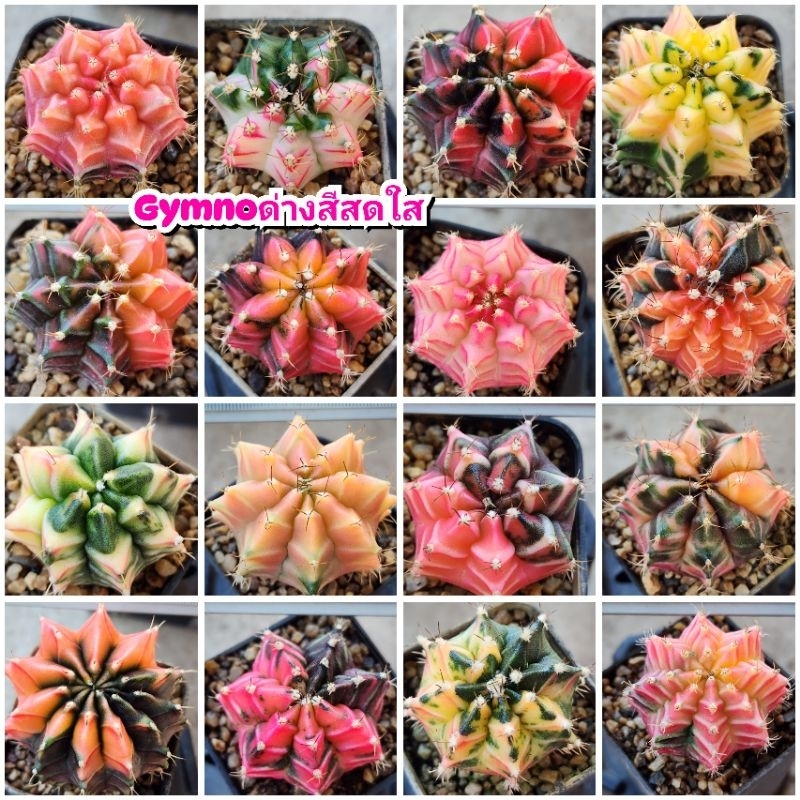 ยิมโนด่าง Gymnoด่างสีสดใส [เซท2 มาใหม่ทั้งหมด] ถูกที่สุด Gymnoด่าง ...