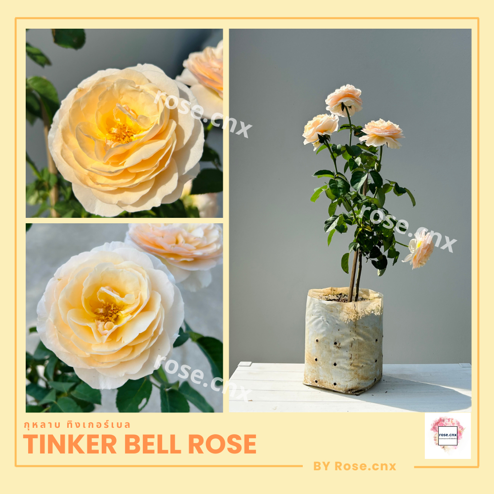 กุหลาบทิงเกอร์เบล (Tinkerbell Rose) กุหลาบขนาดเล็กที่มีดอกสีส้มออก ...