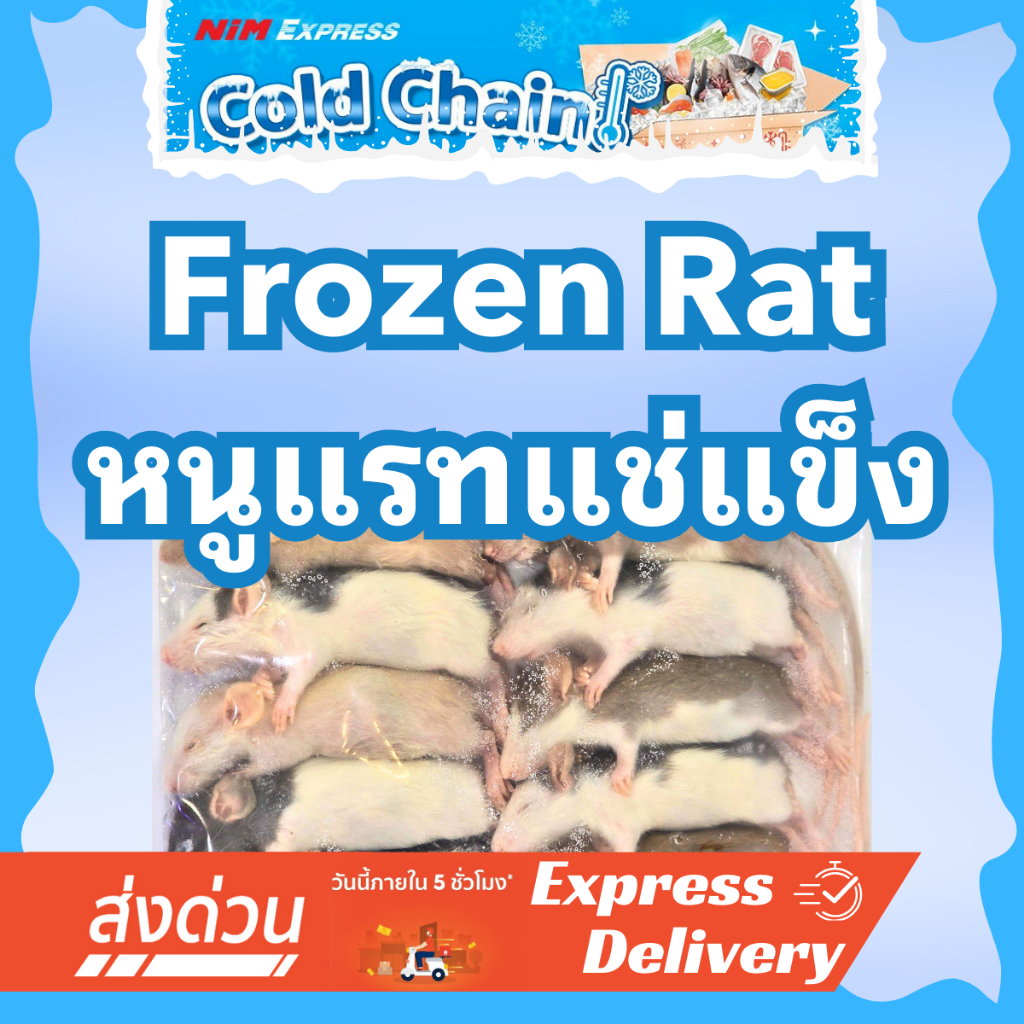 [ส่งด่วน] หนูแรทแช่แข็ง หนูแช่แข็ง หนูเหยื่อ Frozen Rat รวมไซส์ SS-XL ...