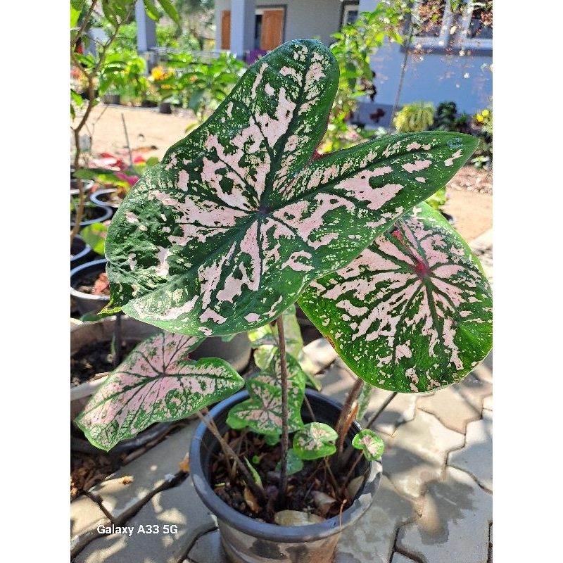 บอนสี Florida Elise บอนที่มีต้นกำเนิดจาก USA | Shopee Thailand