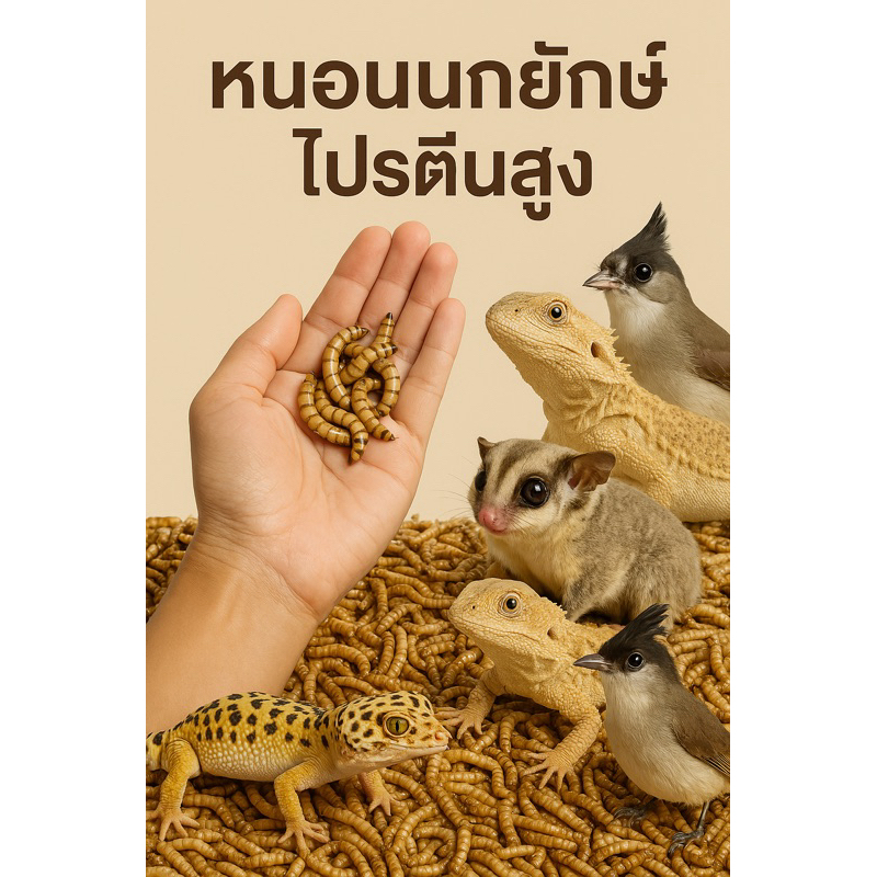 🔥[ถูกมาก]🔥สดขนาด500กรัมหนอนNOKยักษ์สำหรับเพิ่มโปรตีนเลี้ยงสัตว์ 2025 ...