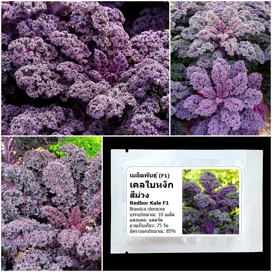 เมล็ดพันธุ์เคล เรดบอร์ เคลใบหงิกสีม่วง Redbor Kale F1 Seed 10 เมล็ด ...