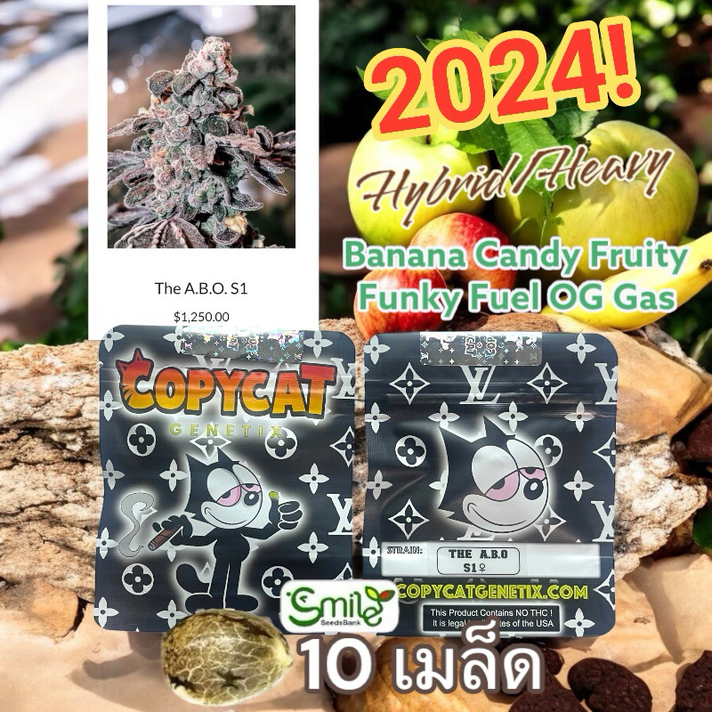 เมล็ดกัญชา The A.B.O. S1 (Fem) - Copycat Genetix | Shopee Thailand