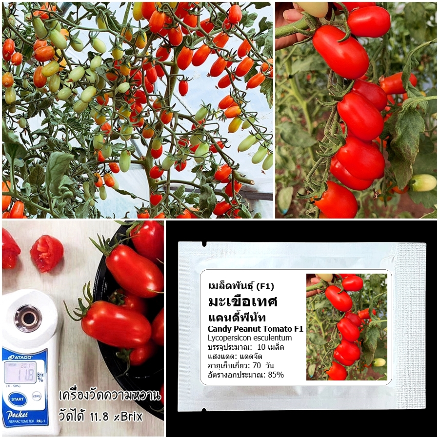 เมล็ดพันธุ์ มะเขือเทศ แคนดี้พีนัท Candy Peanut Tomato F1 Seed 10 เมล็ด ...