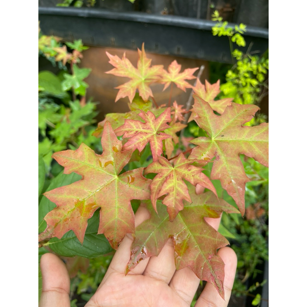เมเปิ้ลมังกรไฟ Acer truncatum | Shopee Thailand