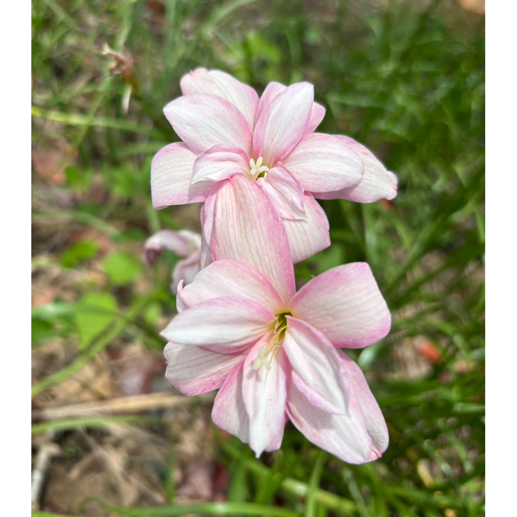 บัวดิน Z.Lilawadee/ บัวดินลีลาวดี (ซื้อสินค้ารวมกันในร้านขั้นต่ำ 50 บาท) | Shopee Thailand