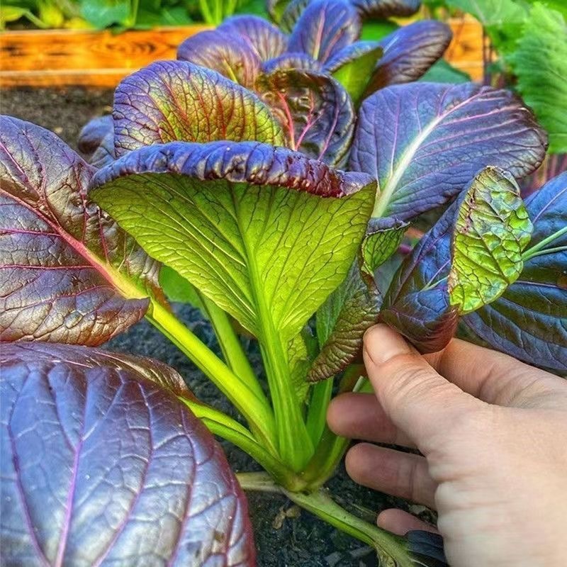 purple pak choi seeds เมล็ดผักกวางตุ้งใบม่วง 400 เมล็ด ผักกวางตุ้ง ...