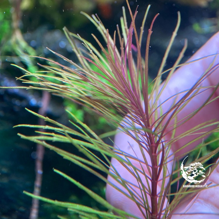 Pogostemon Stellalus Dassen ADA สเตลาลุส | Shopee Thailand