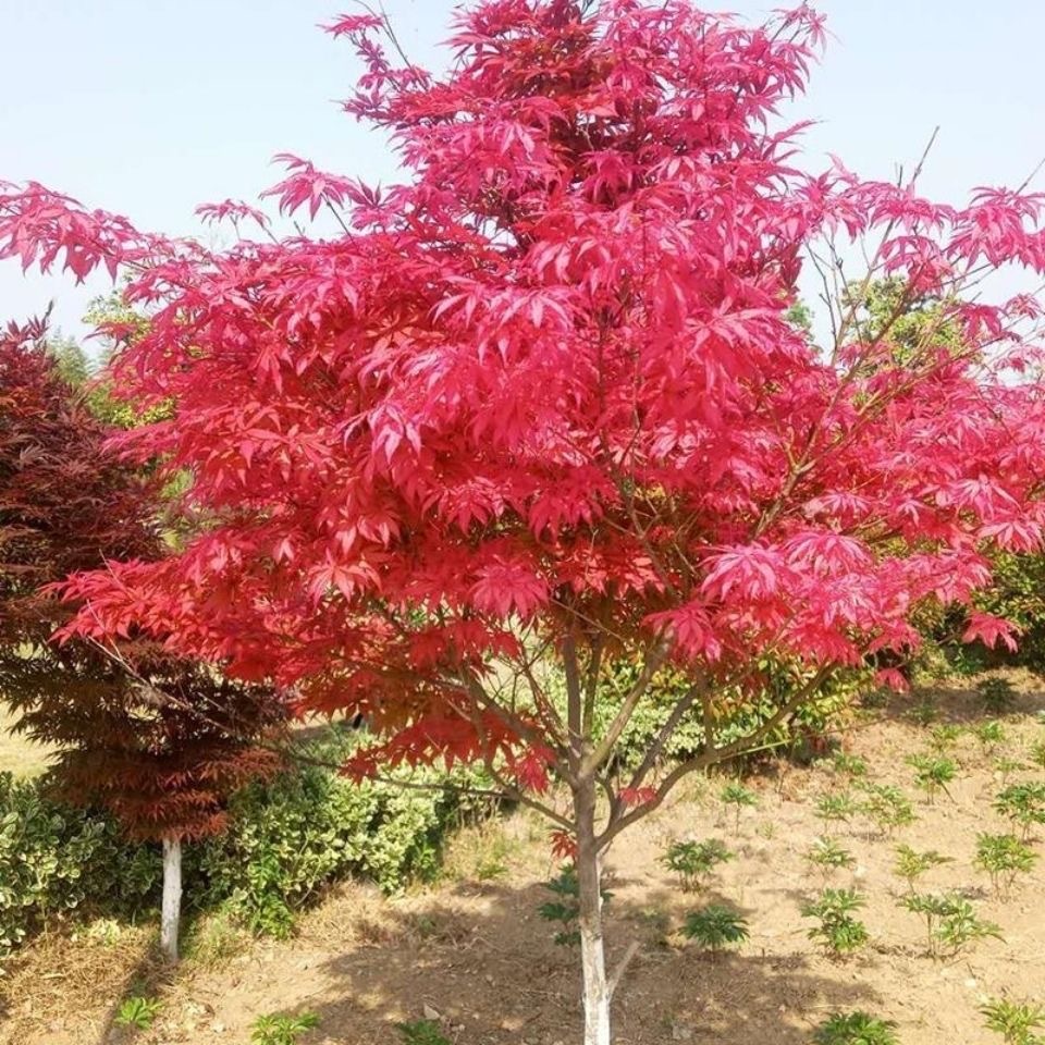 10 เมล็ด Japanese Red Maple Tree Seeds for Planting ใบเมเปิ้ลญี่ปุ่น ...