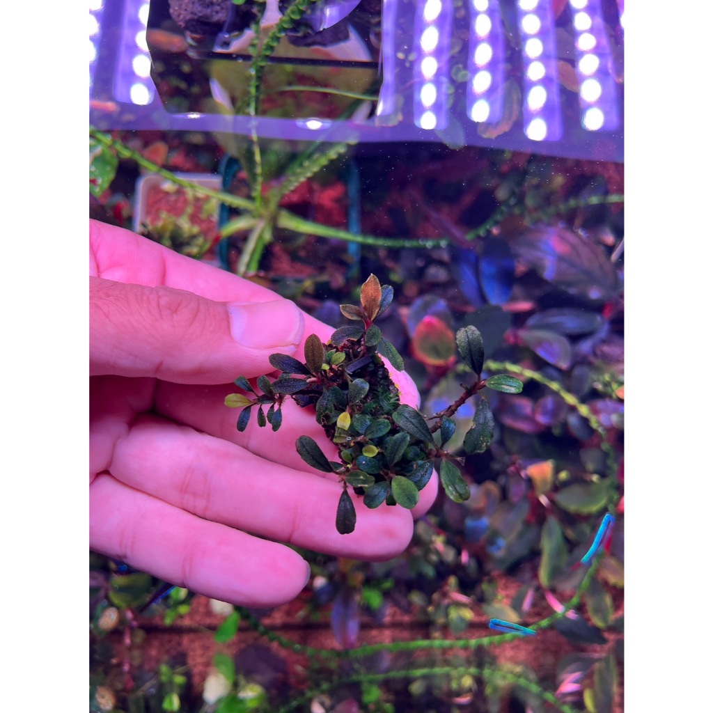 บูเซป Bucephalandra Brownie Jade ฟอร์มกอ สายใบเล็กๆไม่ใหญ่แนะนำเลยครับ ...