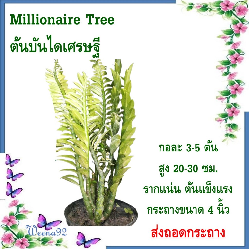 Millionaire Tree ต้นบันไดเศรษฐี กอละ 3-5 ต้น สูง 20-30 ซม. รากแน่น ...